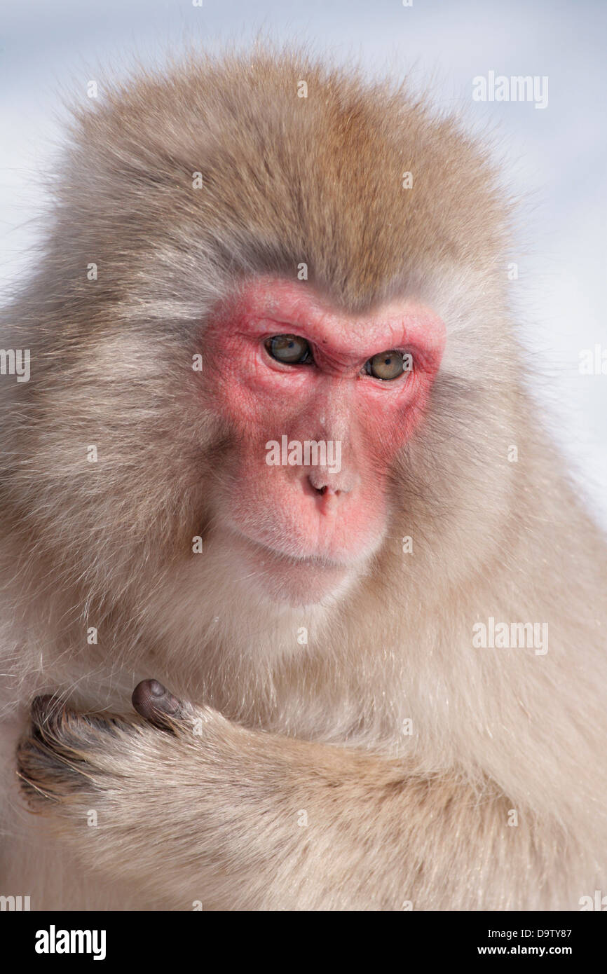 Japan, Honshu, Snow Monkey Stock Photo - Alamy