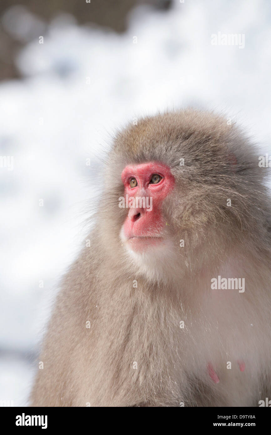 Japan, Honshu, Snow Monkey Stock Photo - Alamy