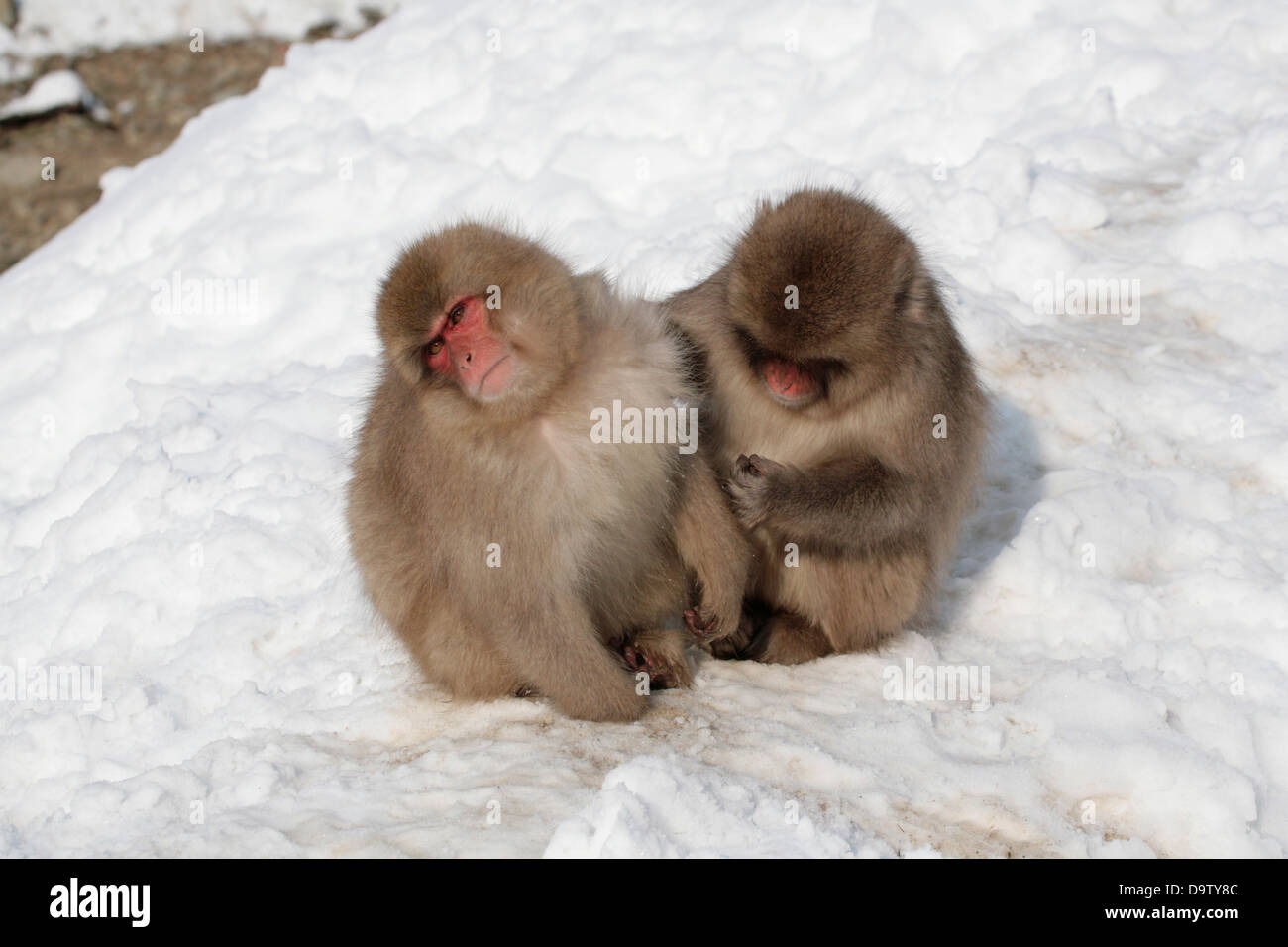 Japan, Honshu, Snow monkey grooming other Stock Photo - Alamy