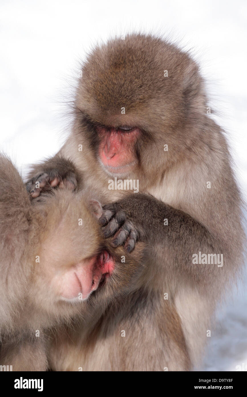 Japan, Honshu, Snow monkey grooming other Stock Photo - Alamy