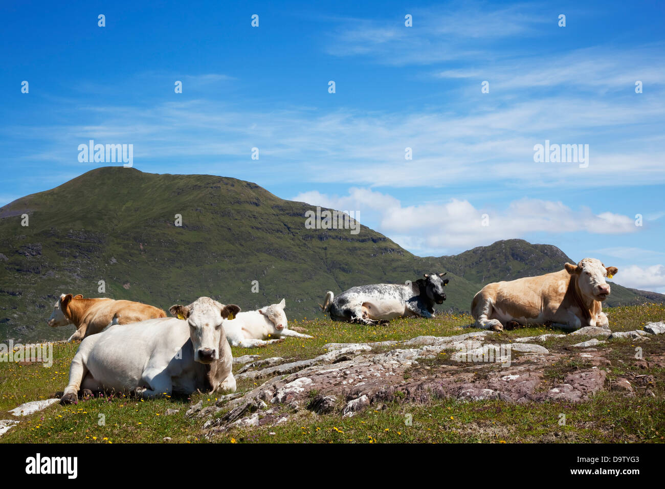 Cows laying down in a field near killary harbour;County galway ireland ...