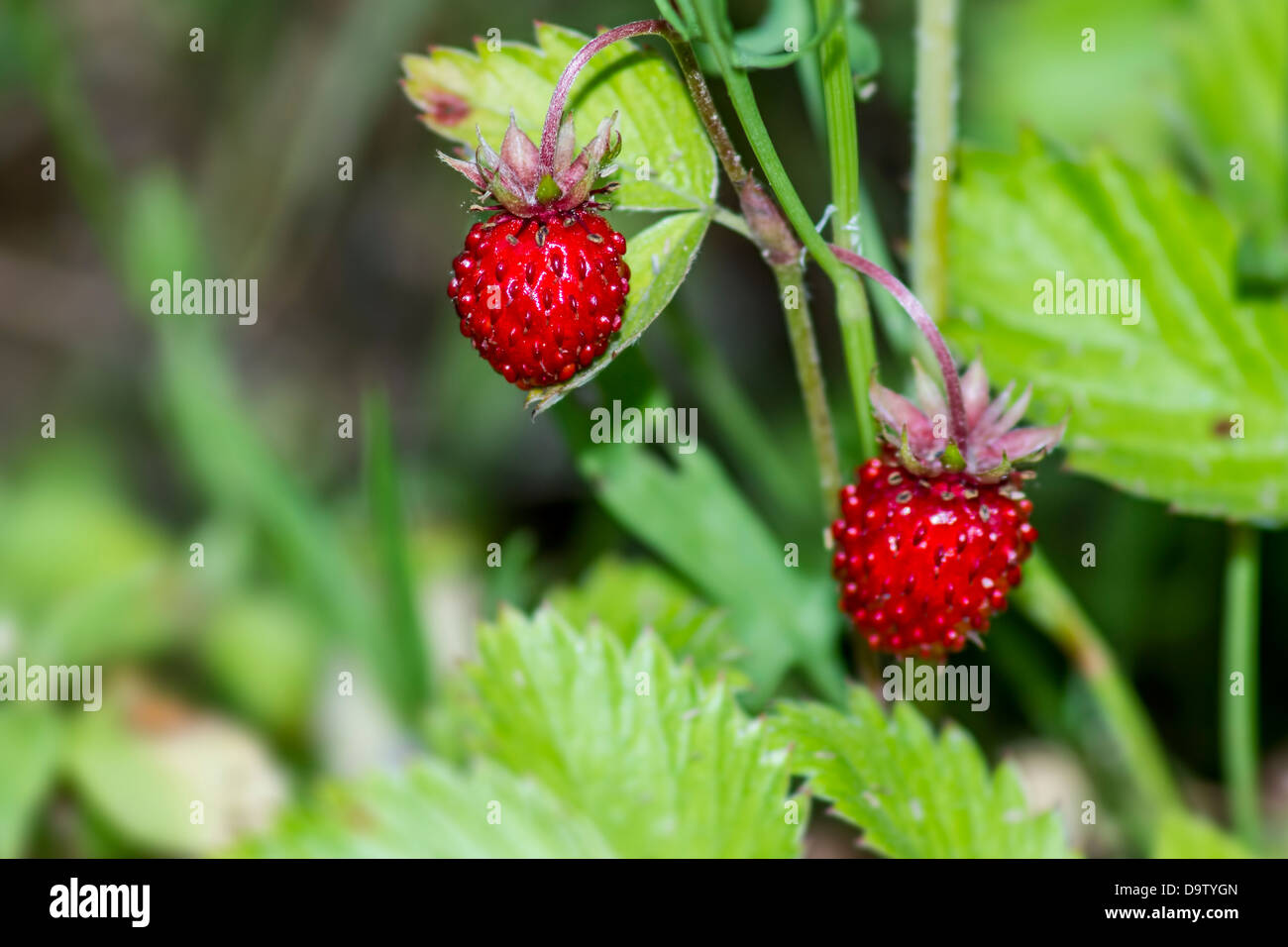 Wild bee strawberry hi-res stock photography and images - Alamy