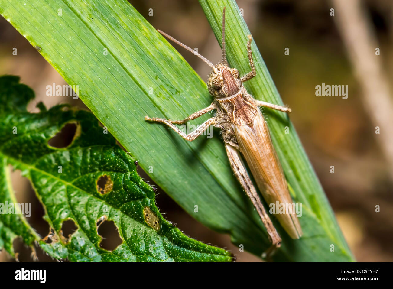 Portrait of a grasshopper Stock Photo - Alamy