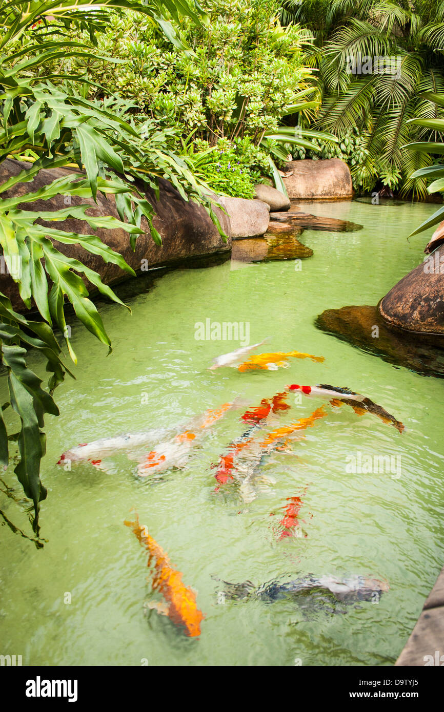 Ornamental koi carp common carp hi-res stock photography and images - Alamy