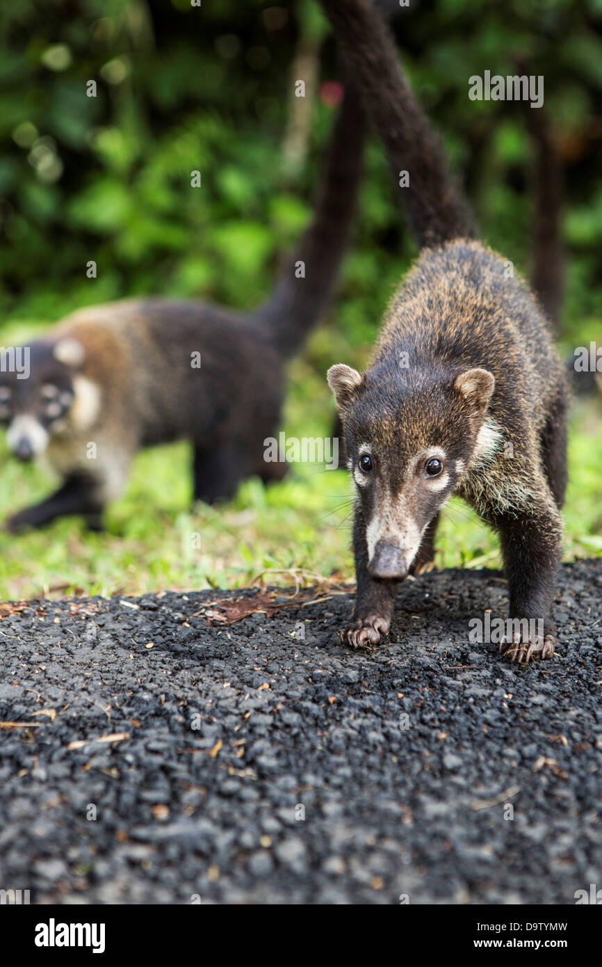 white-nosed coati in Costa Rica Stock Photo - Alamy