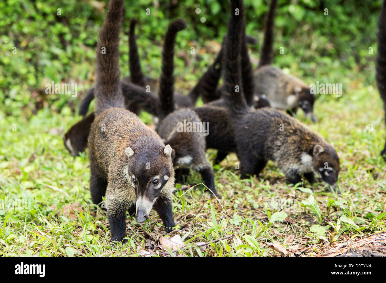 white-nosed coati in Costa Rica Stock Photo - Alamy