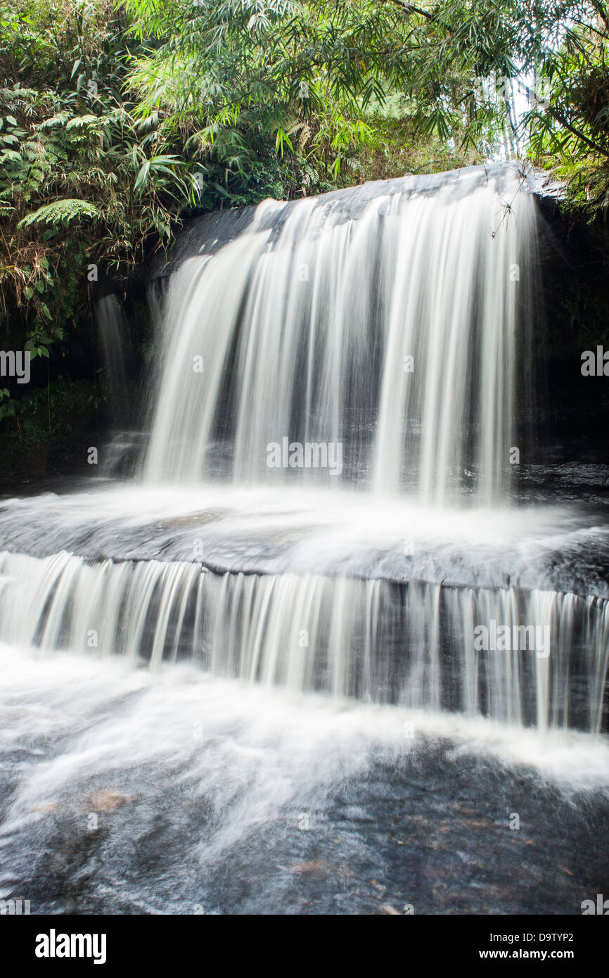 Brazil atlantic forest hi-res stock photography and images - Alamy