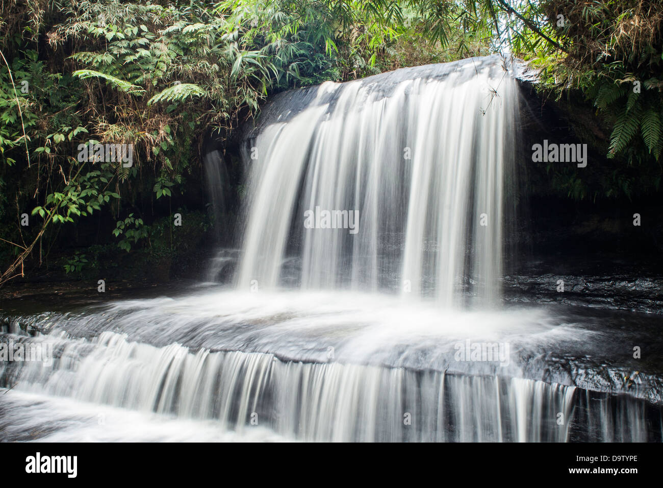 Atlantic rainforest hi-res stock photography and images - Alamy
