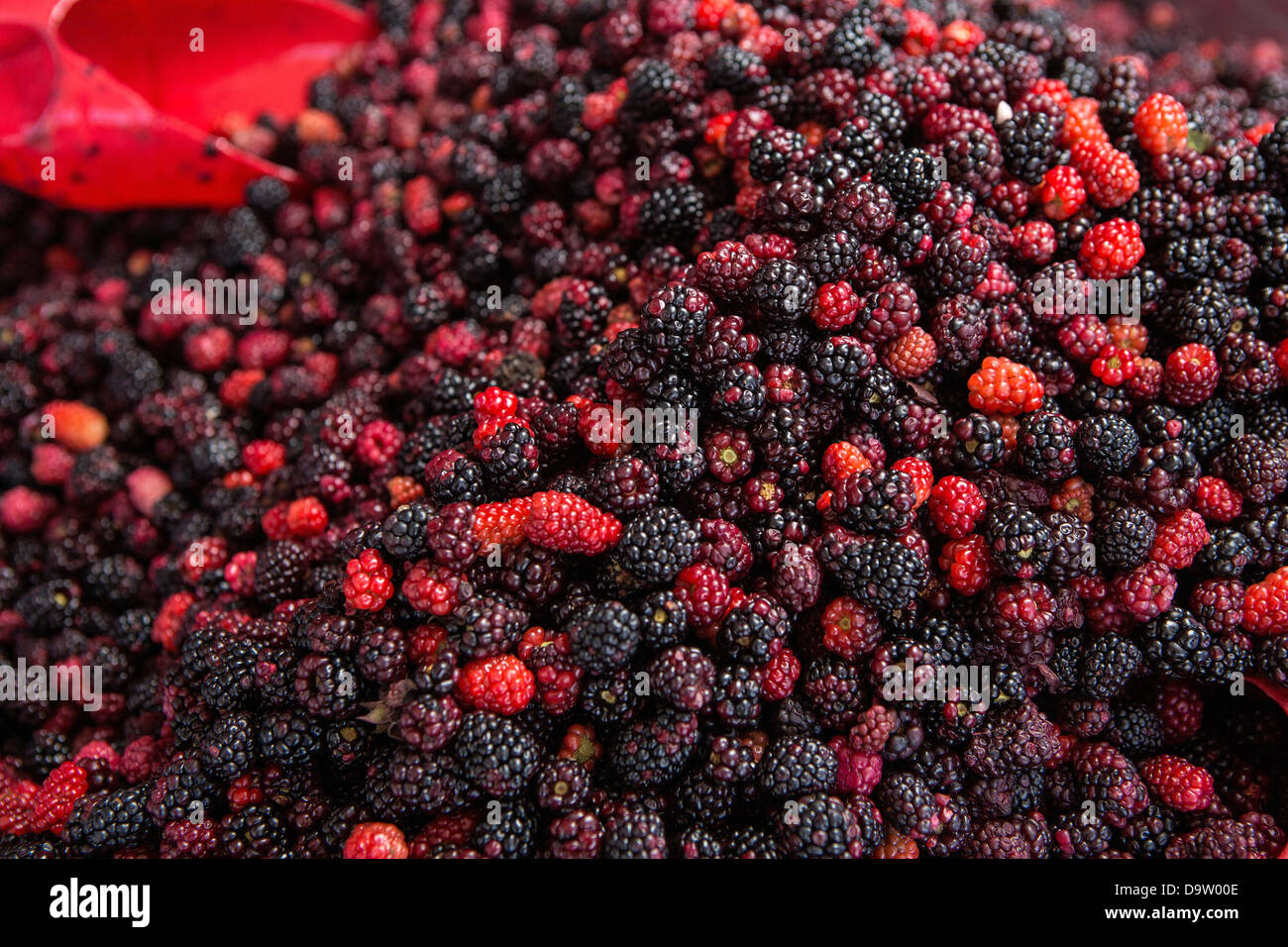 Moraberries for sale at a market stall, Costa Rica Stock Photo - Alamy