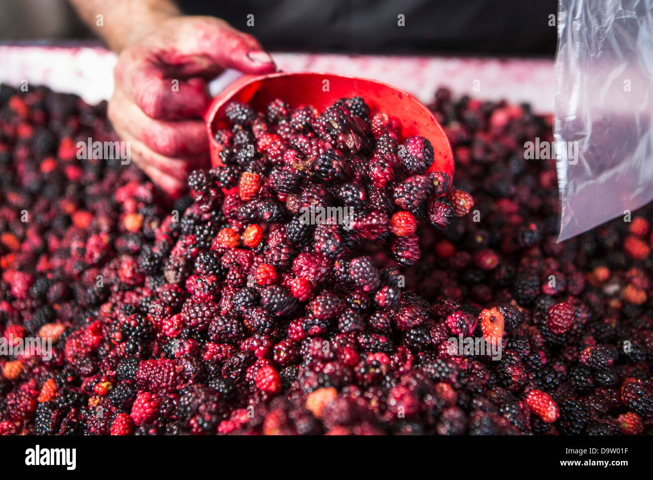 Market vendor bagging moraberries for sale at a market stall, Costa ...