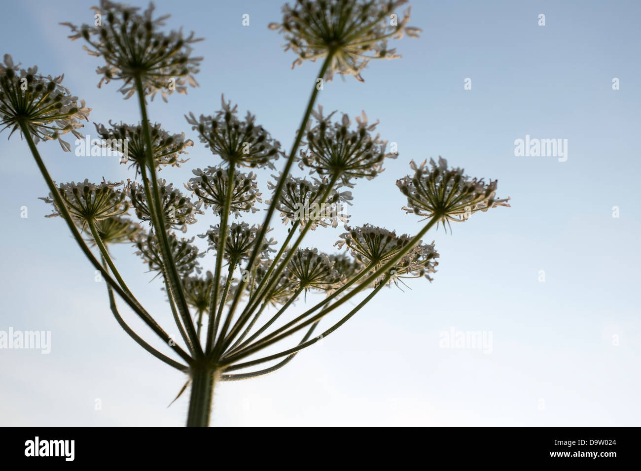Cow Parsley - Anthriscus sylvestris Stock Photo - Alamy