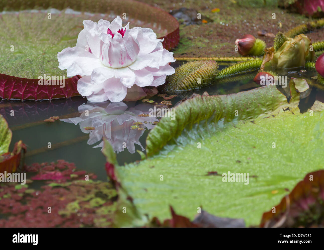 Victoria Amazonica regia Water lilly flower and lilly pad Stock Photo ...