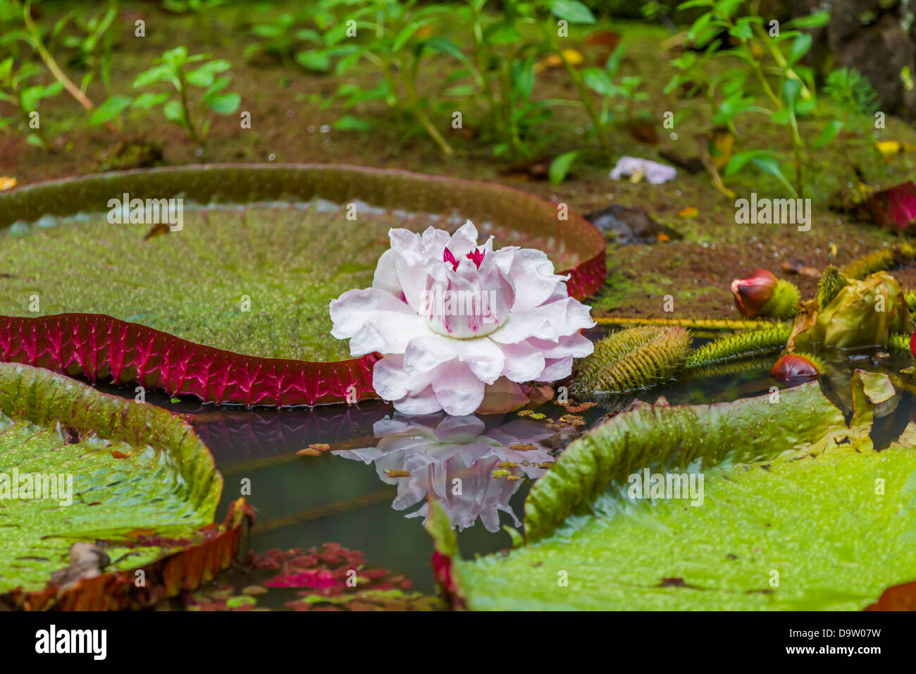 Victoria Amazonica regia Water lilly flower and lilly pad Stock Photo ...