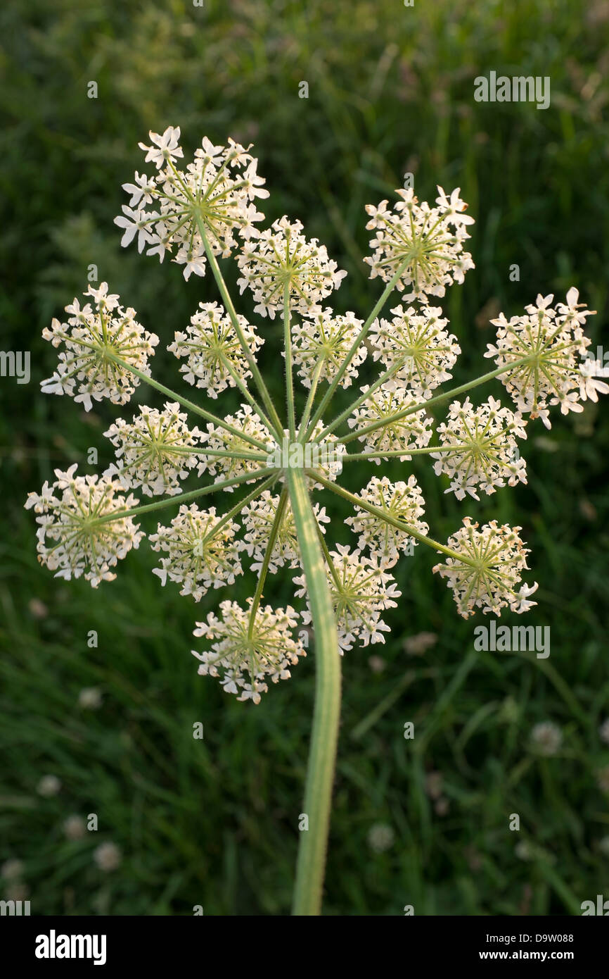 Cow Parsley - Anthriscus sylvestris Stock Photo - Alamy