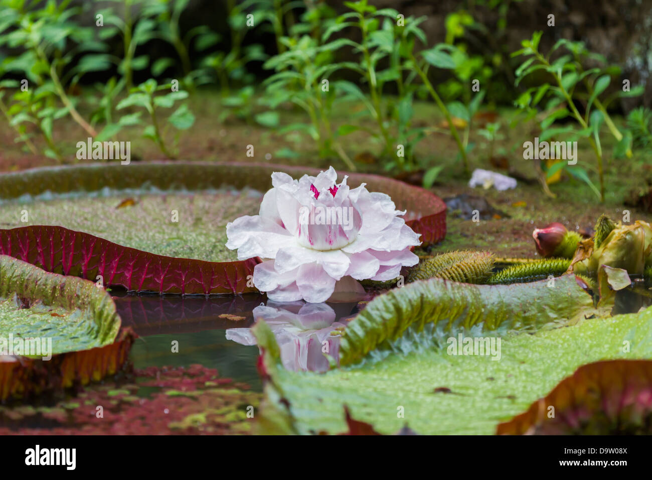 Victoria Amazonica regia Water lilly flower and lilly pad Stock Photo ...