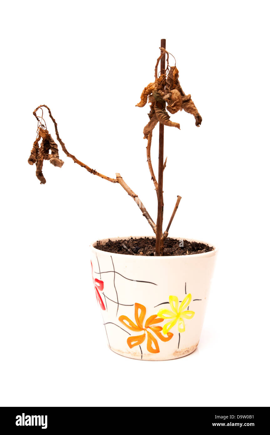 dead plant on a white background Stock Photo - Alamy