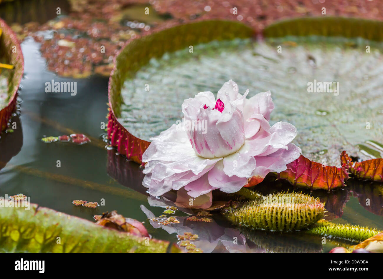 Flower victoria amazonica victoria regia hi-res stock photography and ...