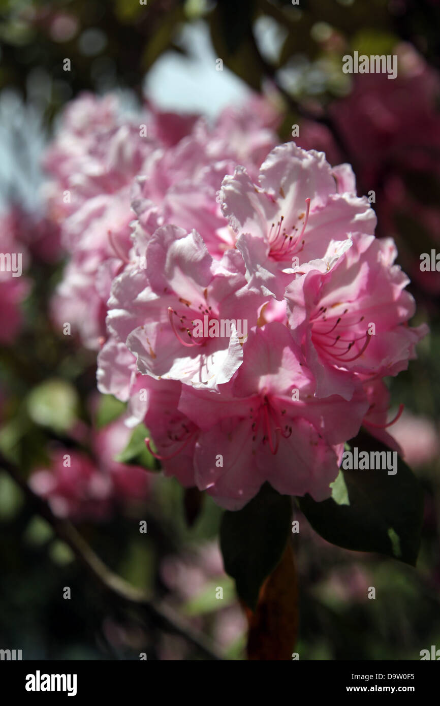 Varieties of rhododendron hi-res stock photography and images - Alamy