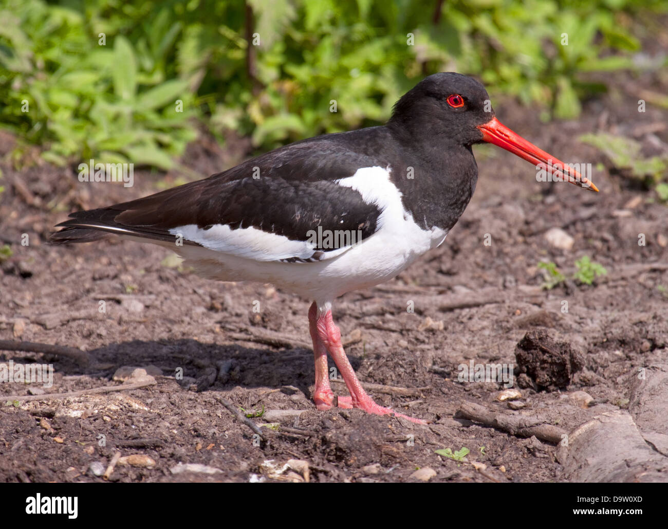 Oyster Catcher in close Stock Photo - Alamy