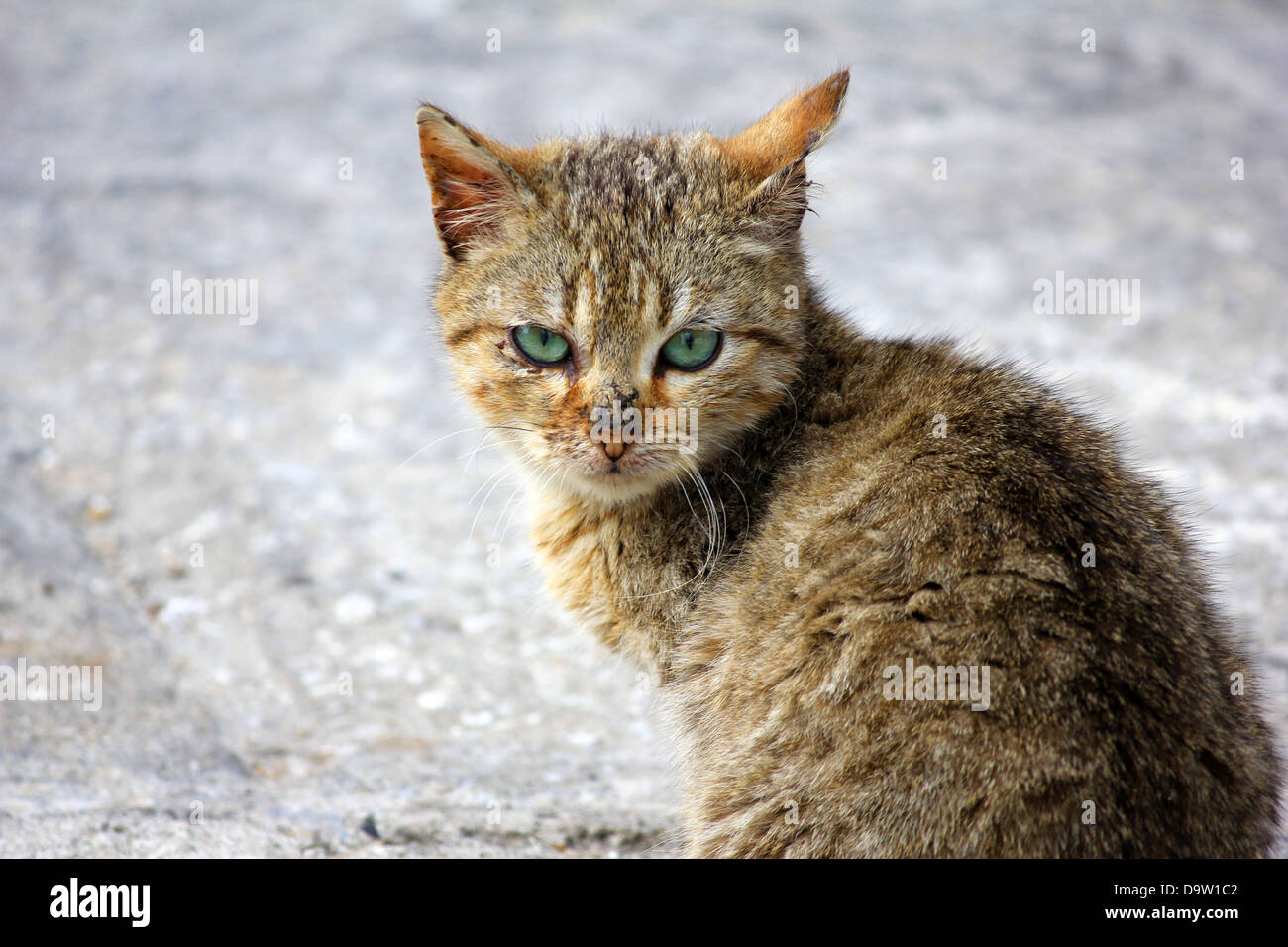 Little brown kitten blue eyes hi-res stock photography and images - Alamy