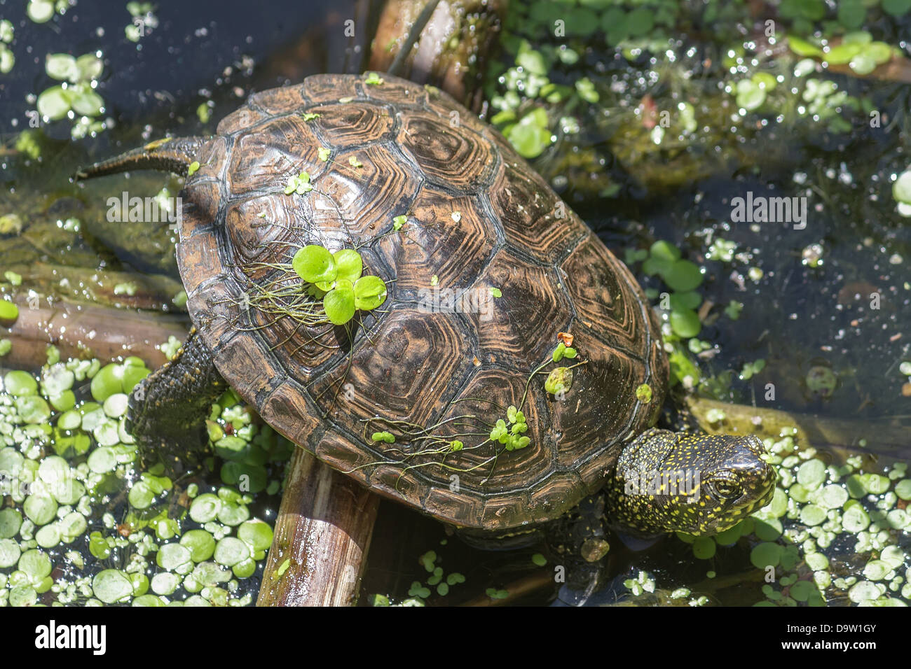 Basking turtle hi-res stock photography and images - Alamy