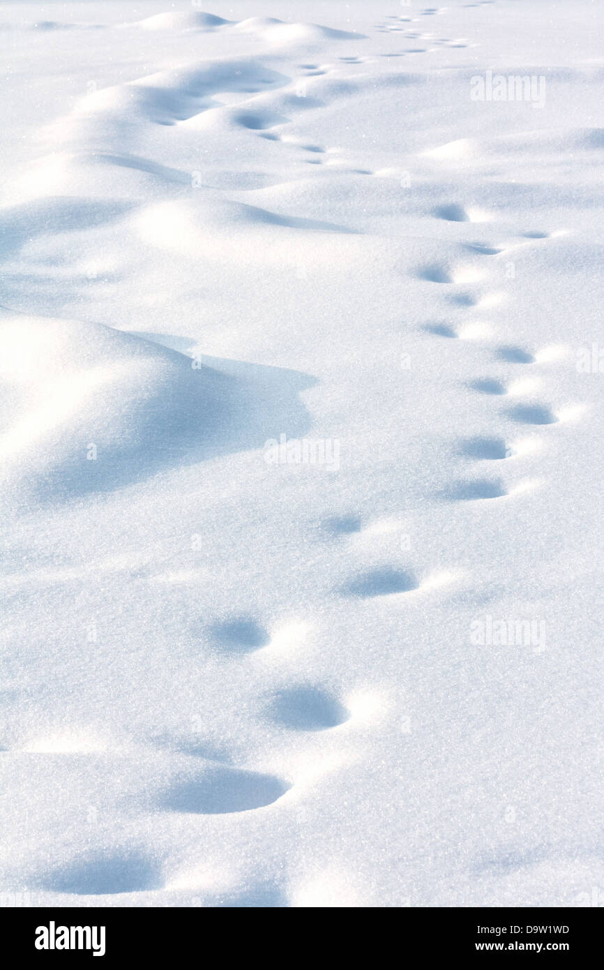 Human tracks hi-res stock photography and images - Alamy