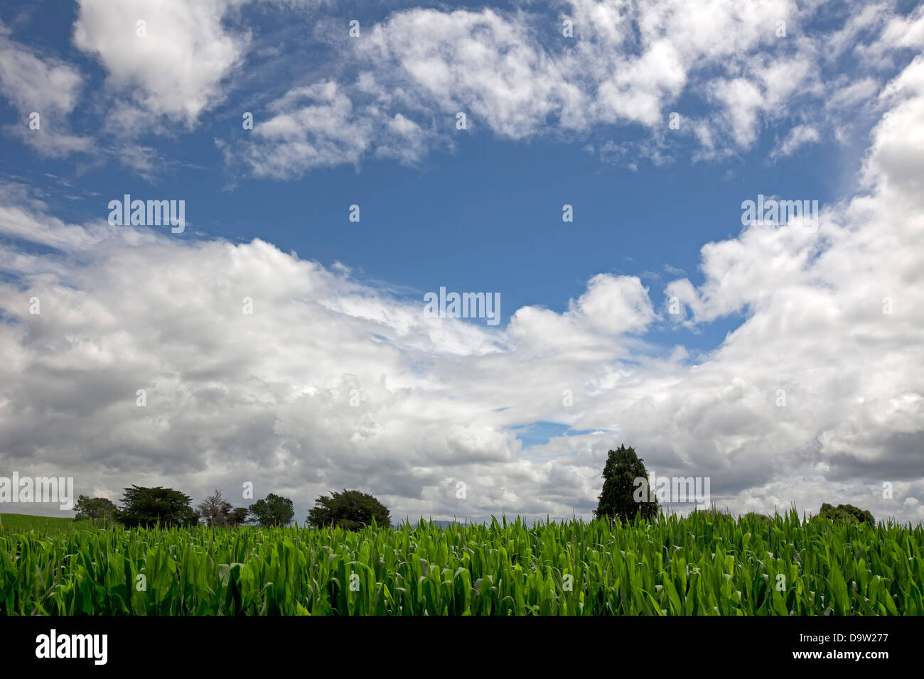 Popcorn Field with trees and blue cloudy sky Stock Photo - Alamy