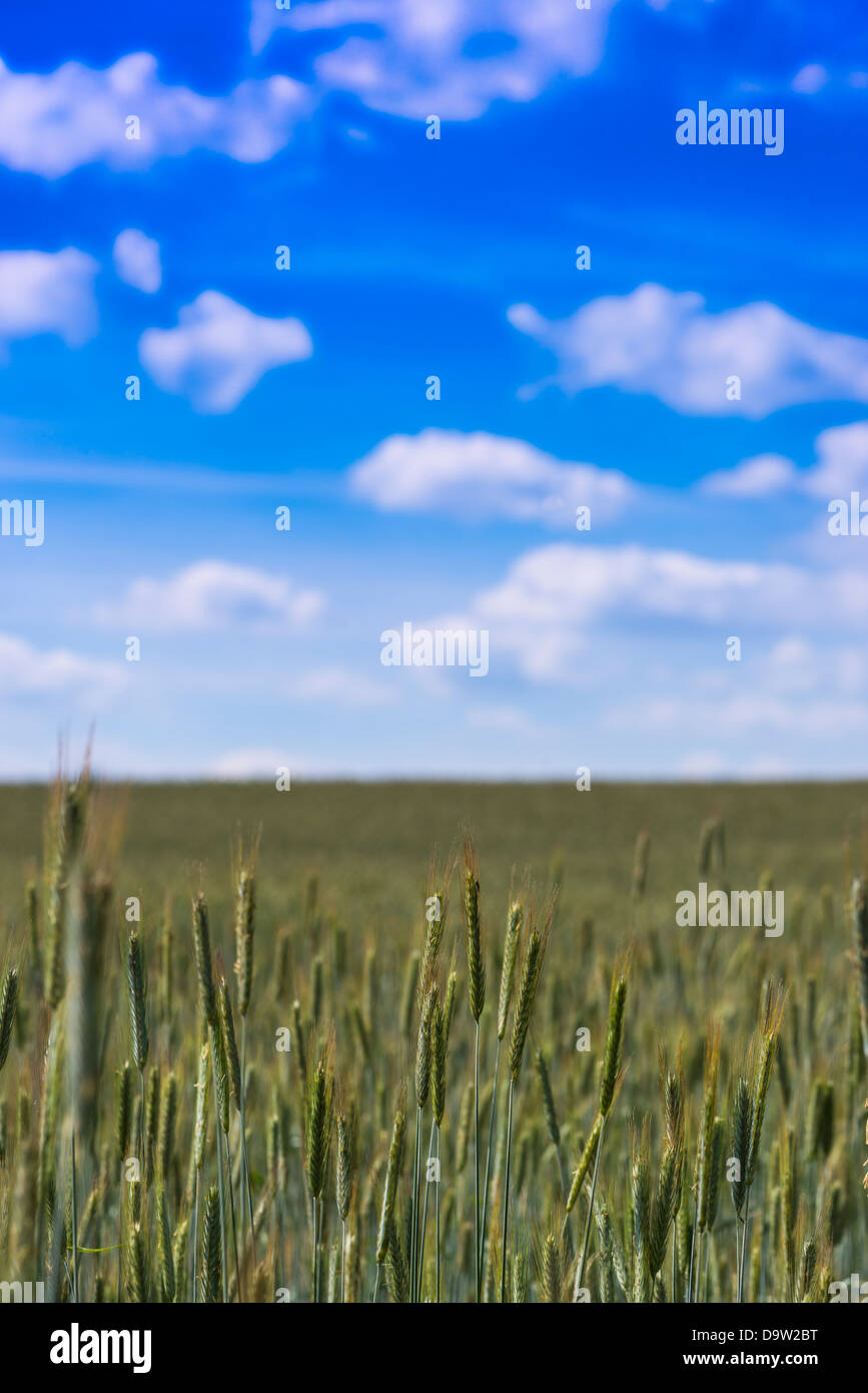 Vast fields of healthy green wheat crops ripening under big blue summer ...