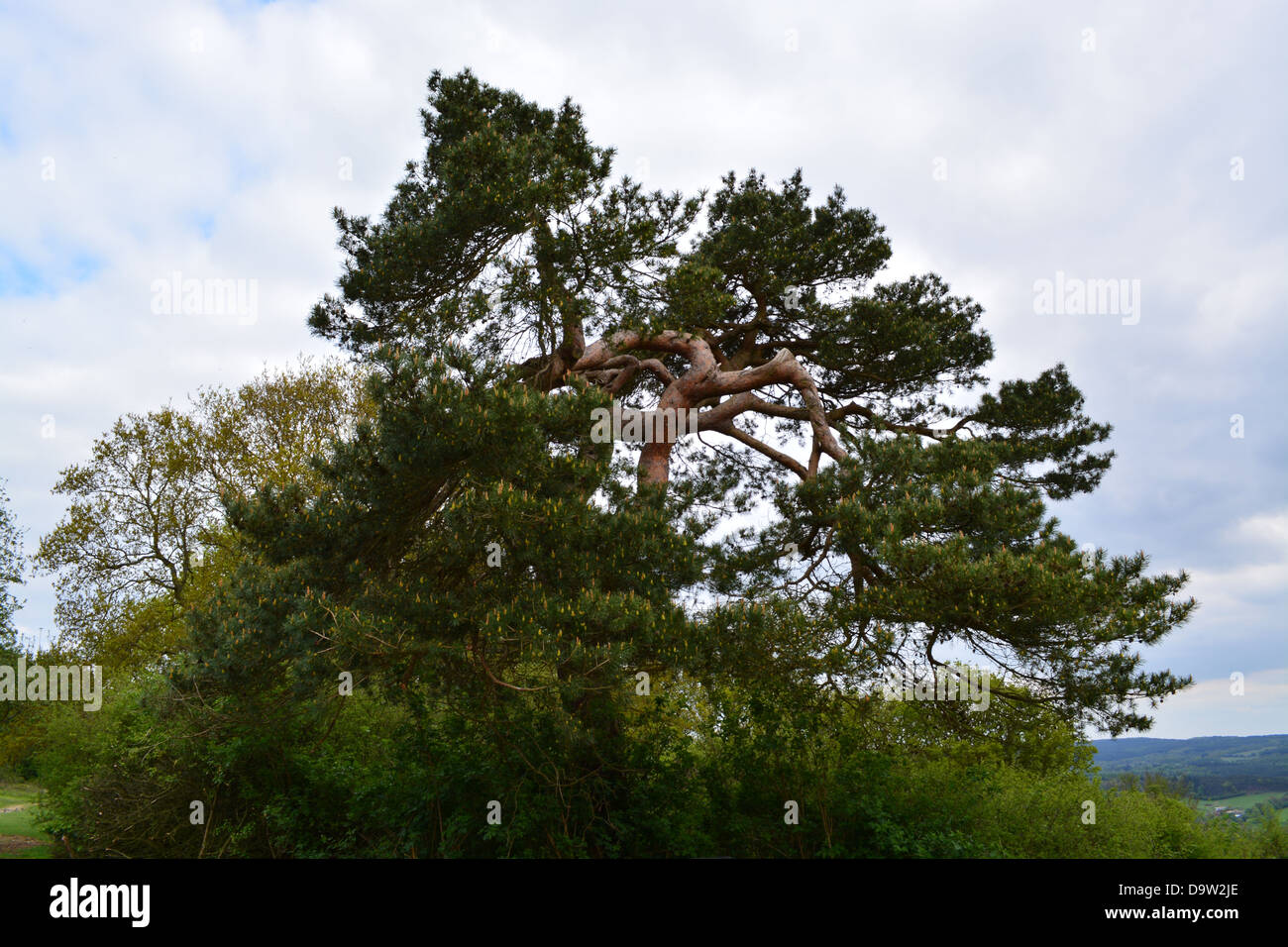 Tall green plants hi-res stock photography and images - Alamy