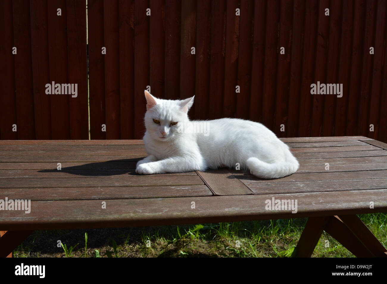 cat laying on table Stock Photo - Alamy