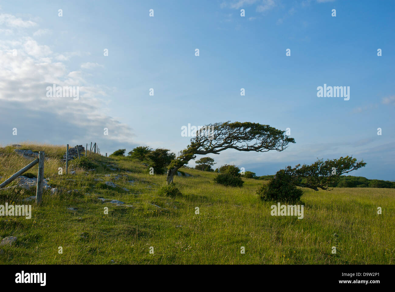 Bent, wind-blown trees on the limestone promontory of Humphrey Head ...