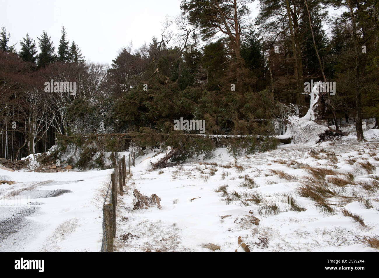Tree down across road hi-res stock photography and images - Alamy