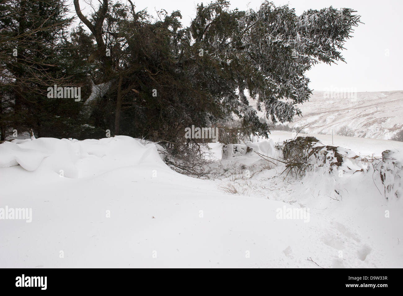 Tree down across road hi-res stock photography and images - Alamy