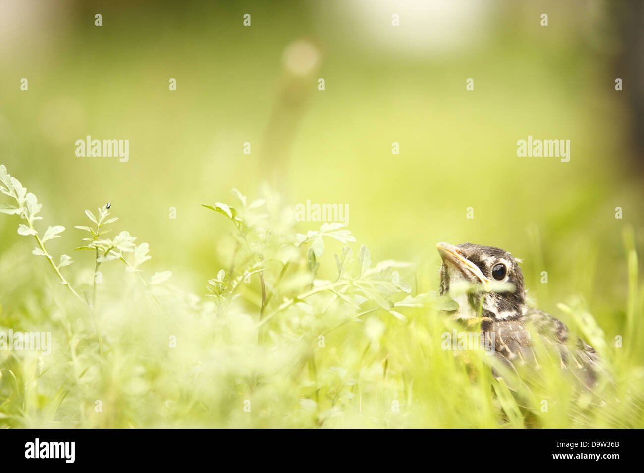 Bird in the grass looking into the camera Stock Photo - Alamy