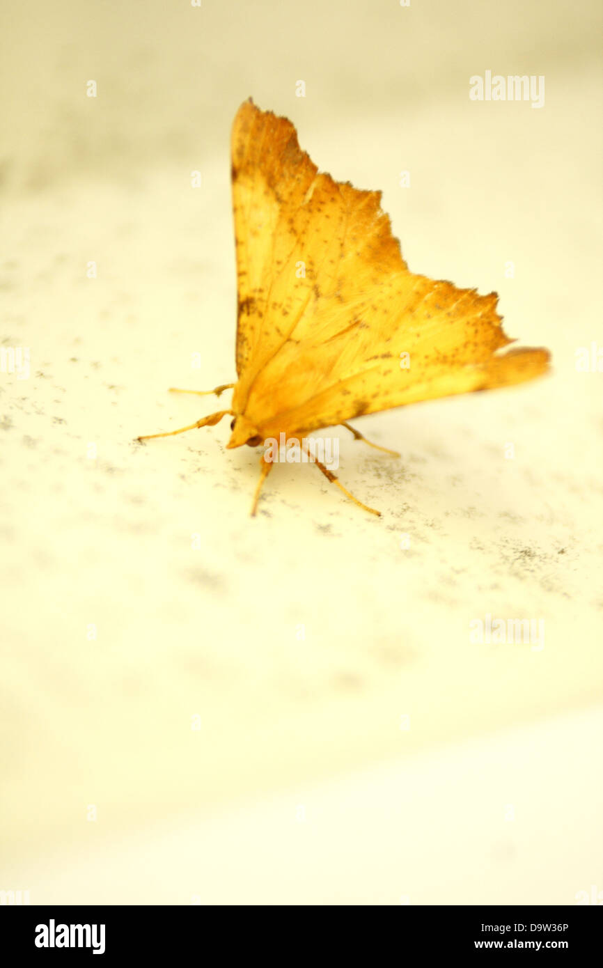 Leaf like moth hi-res stock photography and images - Alamy
