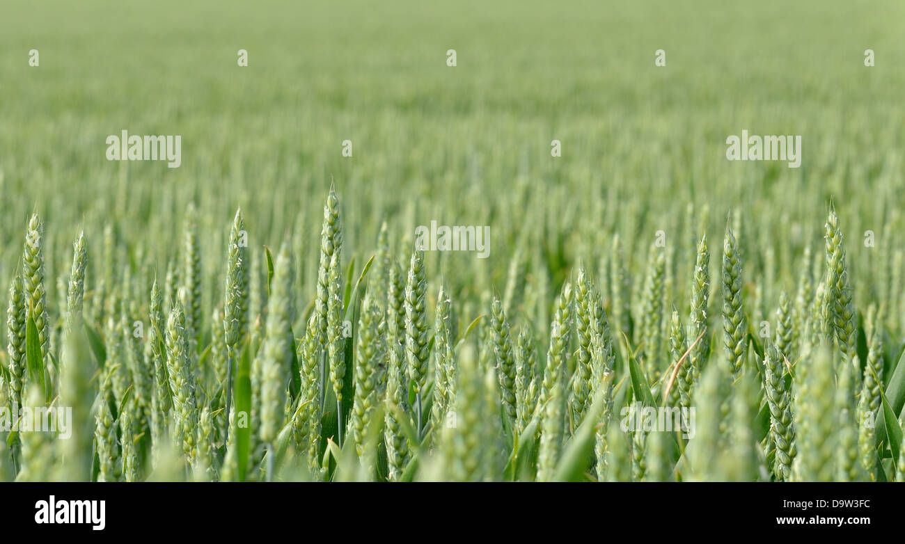 Wheat field in June Stock Photo - Alamy