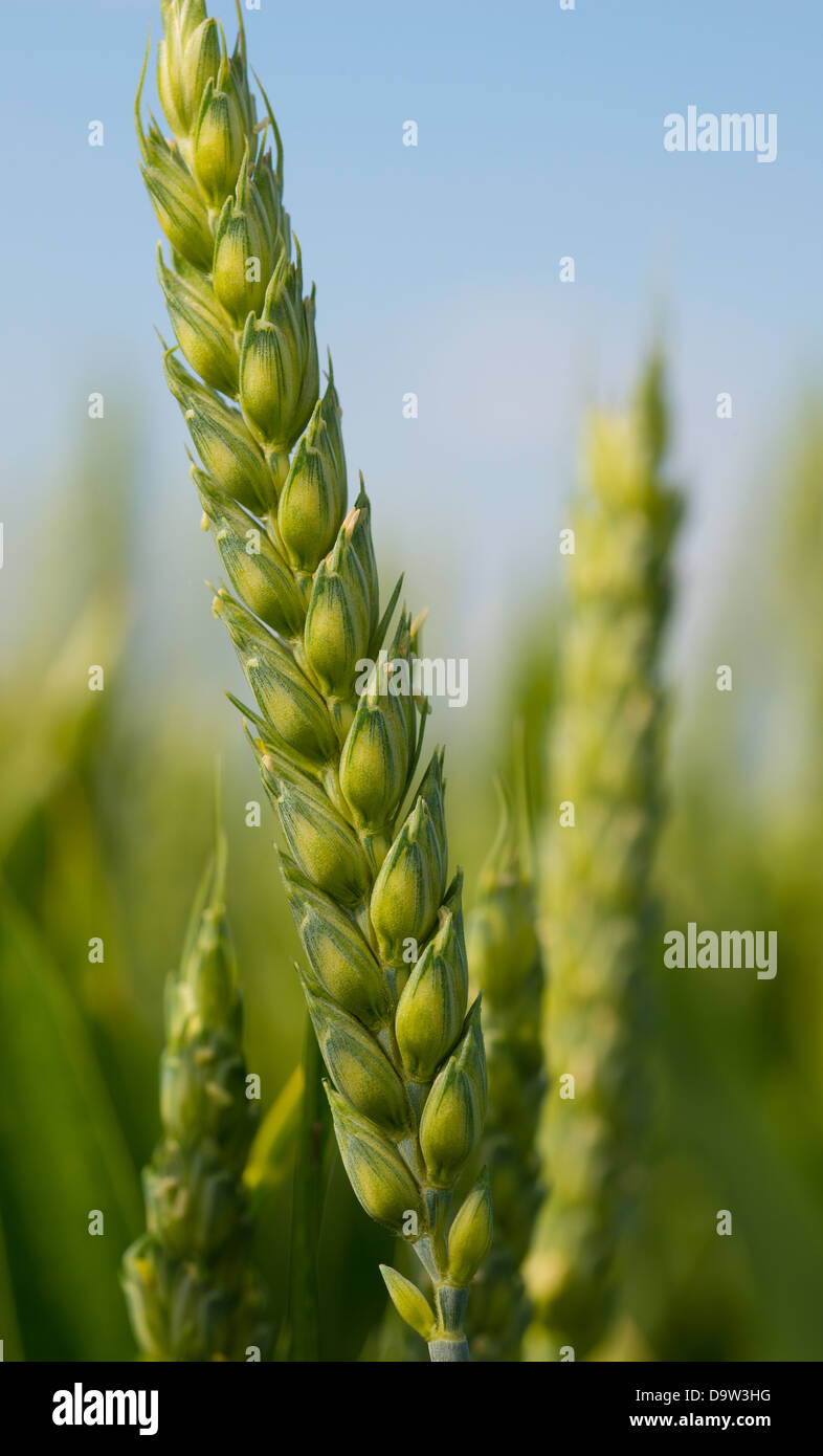 Blade of wheat hi-res stock photography and images - Alamy