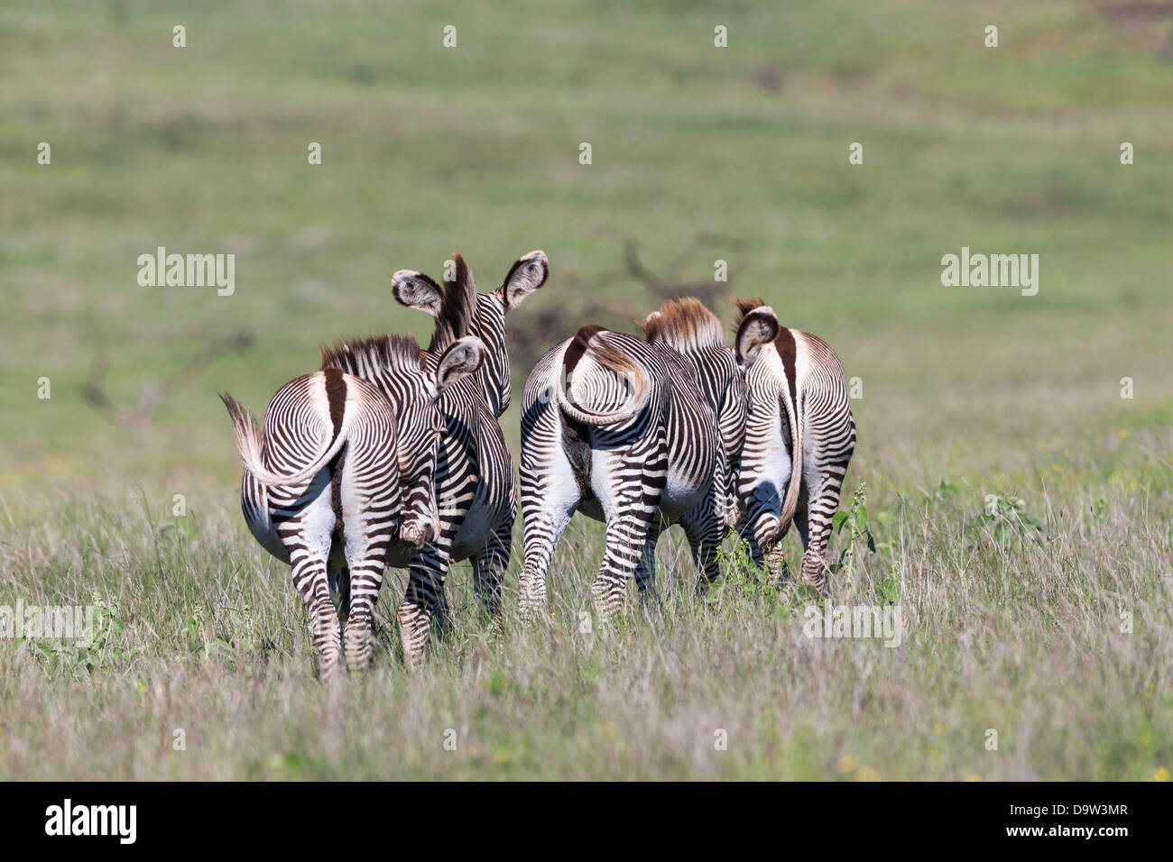 Grevy's Zebra (Equus grevyi) is the largest wild equid and protected as ...