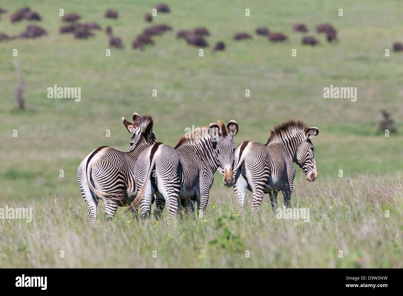 Equid species hi-res stock photography and images - Alamy