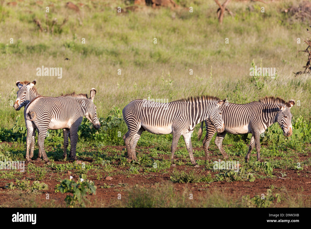 Equid species hi-res stock photography and images - Alamy