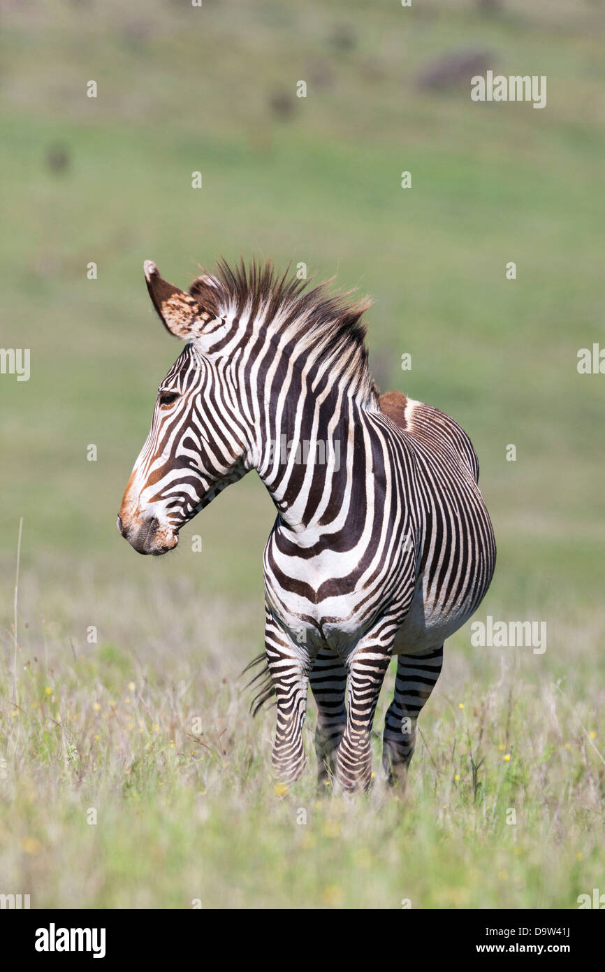 Equid species hi-res stock photography and images - Alamy