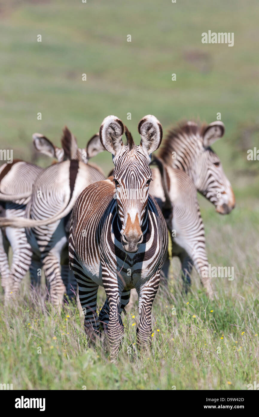 Grevy's Zebra (Equus grevyi) is the largest wild equid and protected as ...