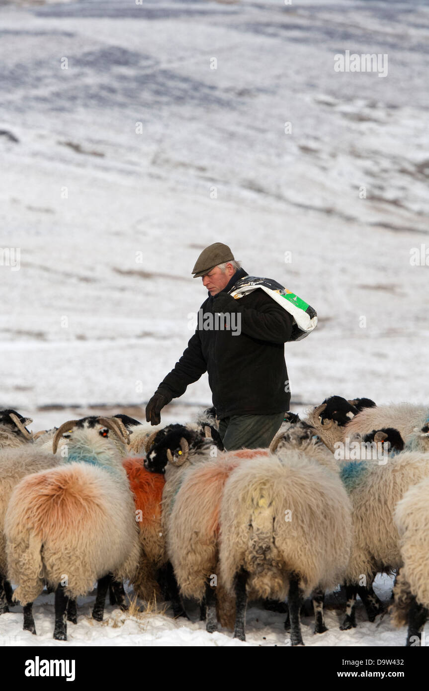 Shepherd leading his flock hi-res stock photography and images - Alamy
