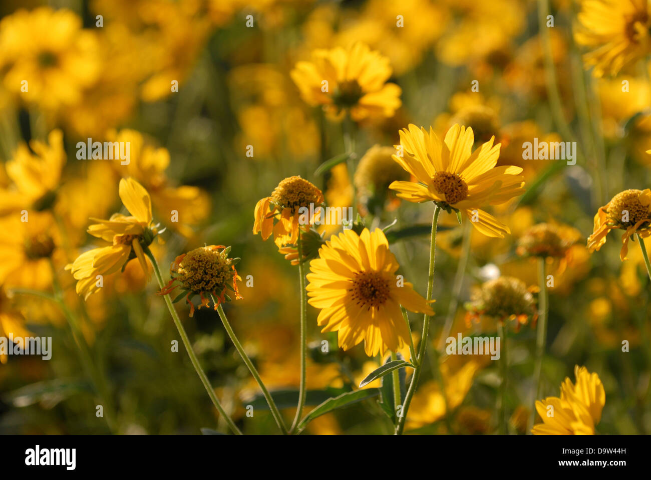 Sunflowers in a meadow, Chaco Culture National Historical Park, New ...