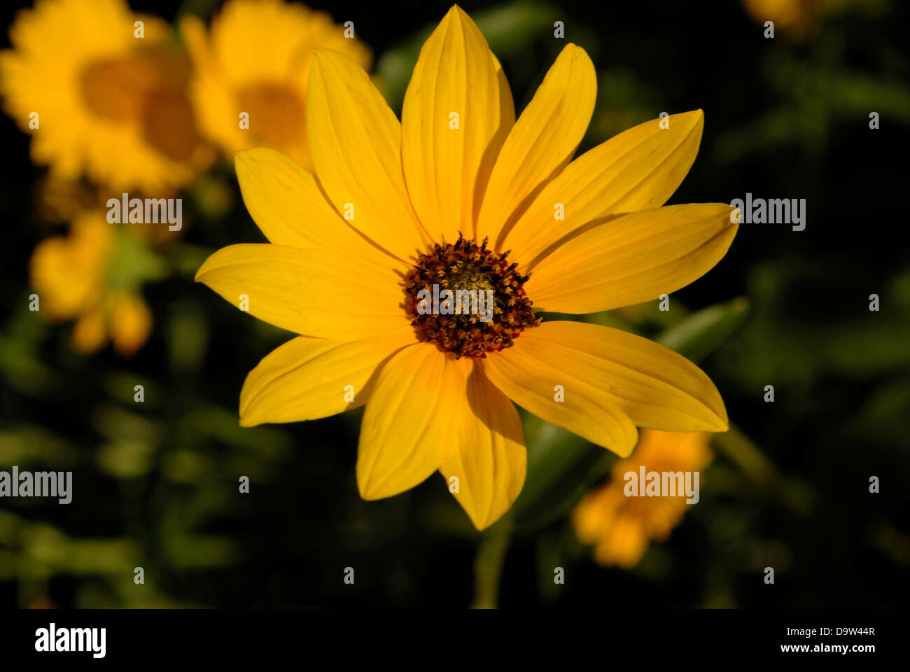 Sunflowers in a meadow, Chaco Culture National Historical Park, New ...