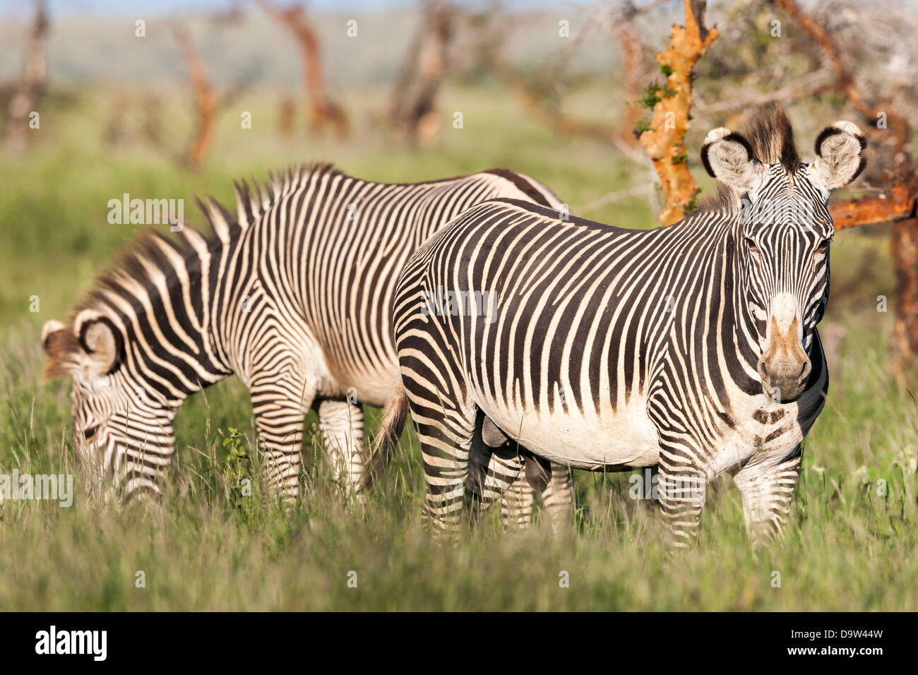 Zebra flank hi-res stock photography and images - Alamy