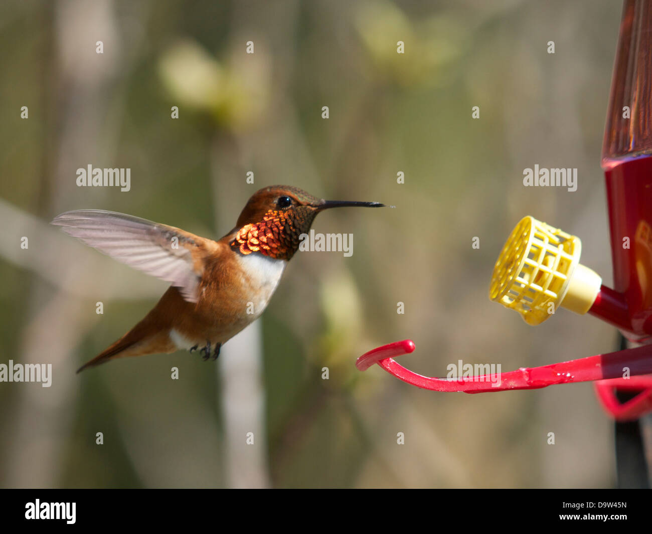 Alaska hummingbird hi-res stock photography and images - Alamy
