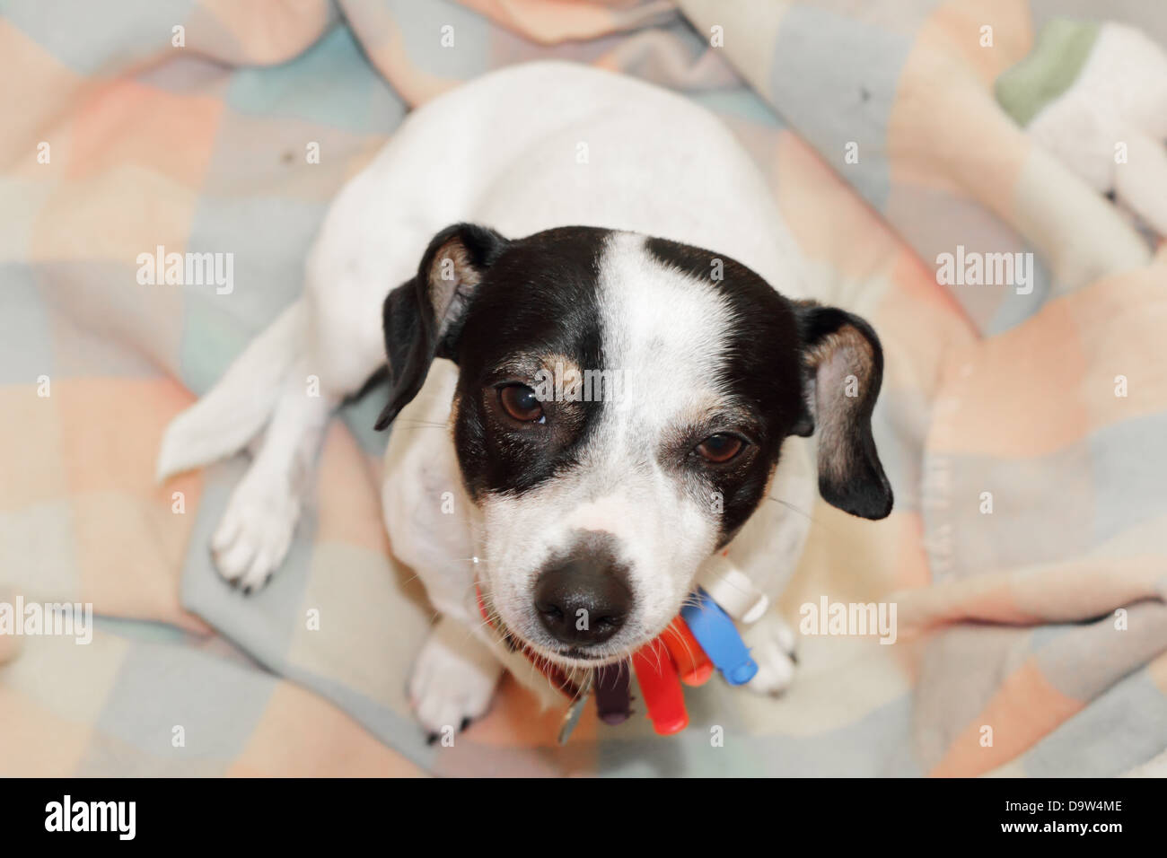 Dog many toy hi-res stock photography and images - Alamy