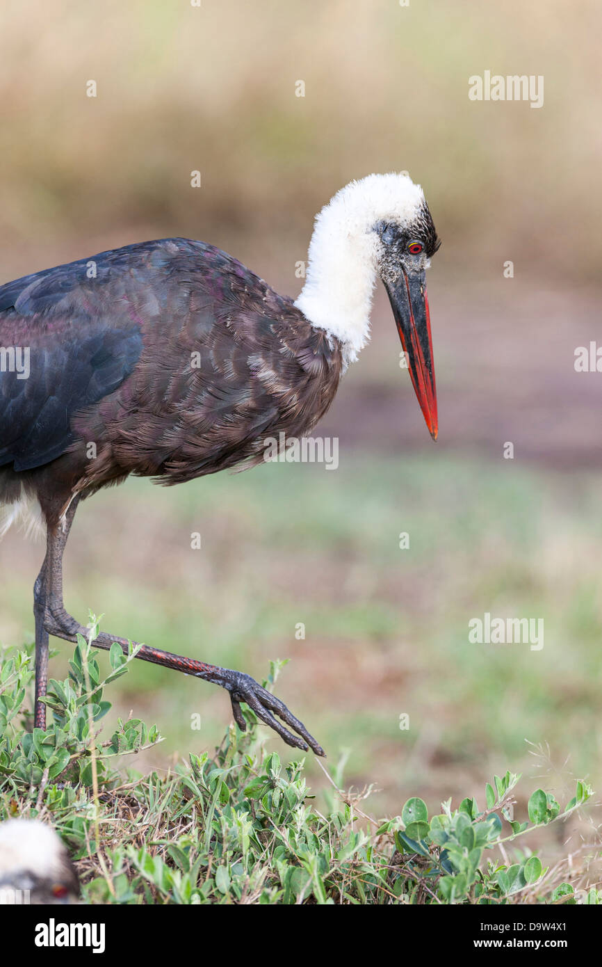 Mara martin hi-res stock photography and images - Alamy