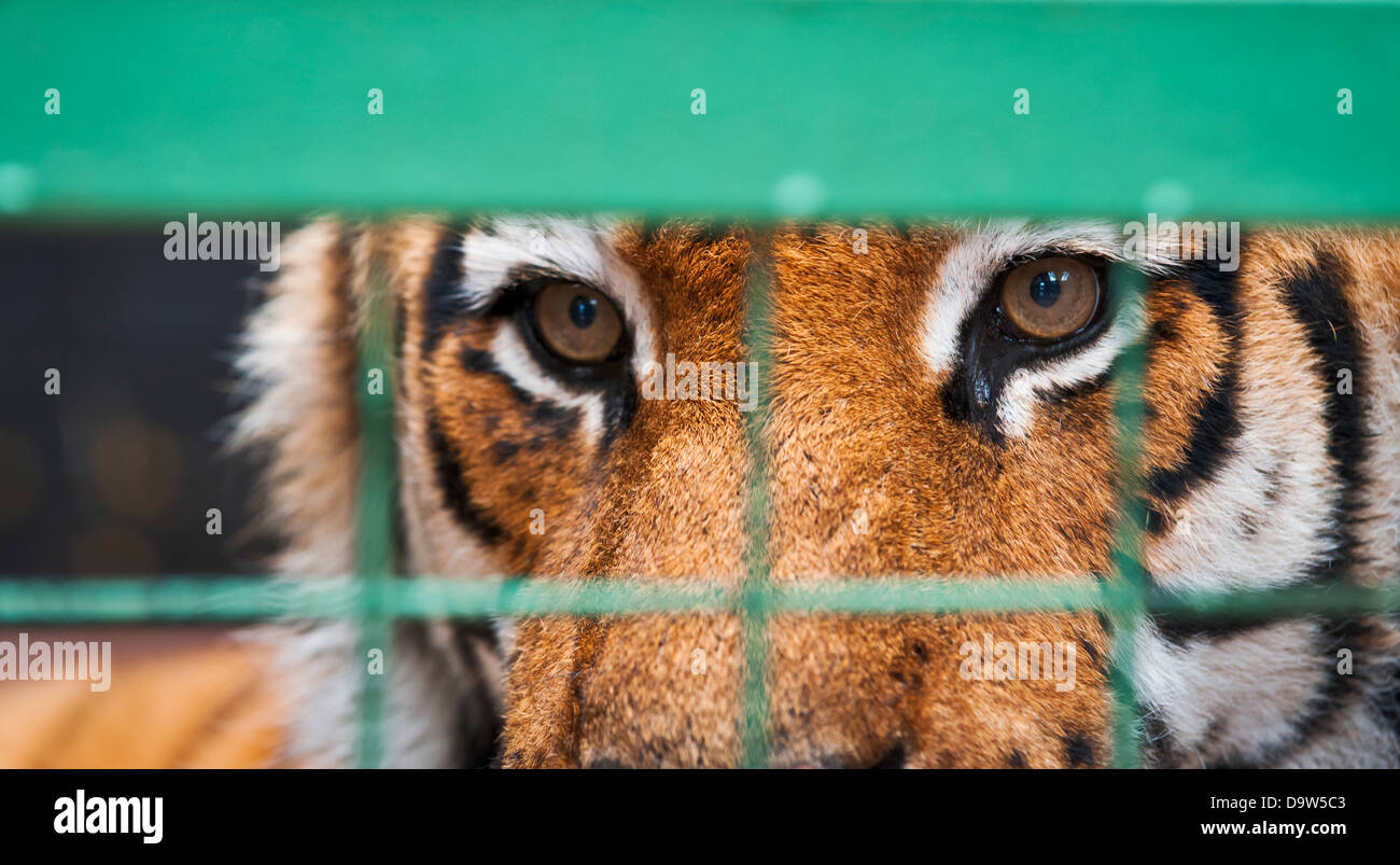 Tiger in captivity Stock Photo - Alamy